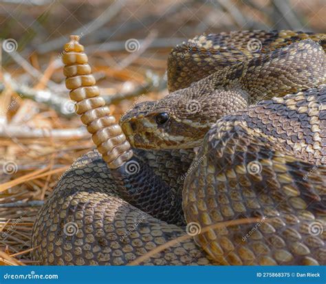 Large Eastern Diamondback Rattlesnake Crotalus Adamanteus Closeup