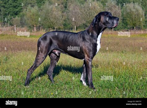 Great Dane / Deutsche Dogge / German Mastiff, one of the world's Stock ...