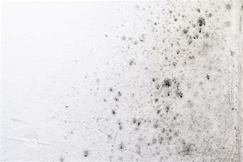 What Are The Dangers Of Mould In A Bedroom