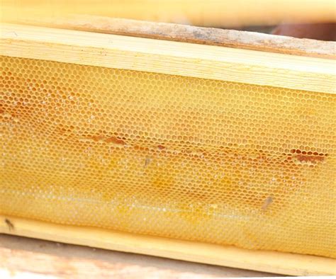 벌집 꿀 Pixabay의 무료 사진 Pixabay