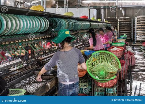 Silk Factory Workers Editorial Image Image Of Traditional 83911790