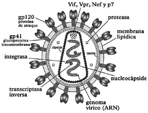 Estructura morfológica del Virus de Inmunodeficiencia Humana VIH