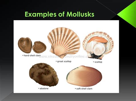Examples Of Mollusks