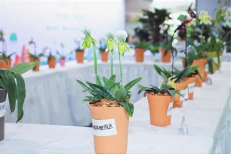 春夏相逢2024广州国际花艺节暨亚洲花卉产业博览会广州开幕 展会新闻 2025亚洲花卉产业博览会 广州国际花艺节 亚洲花艺及花店用品展
