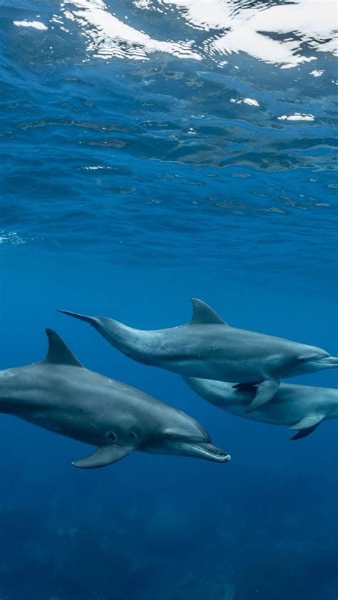 Dolphin Safari In Goa निळाशार समुद्र आणि उसळी मारणारे डॉल्फिन्स बघायचे