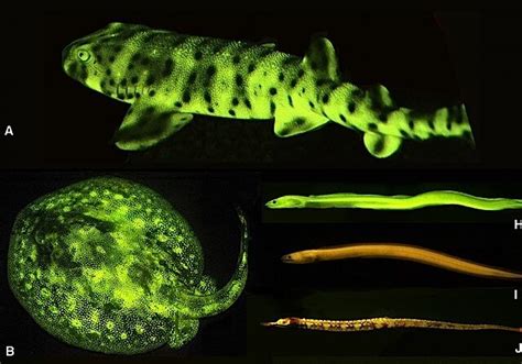 Tag Fluorescent Fish Reef Builders The Reef And Saltwater Aquarium