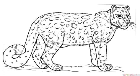 How To Draw A Snow Leopard Step By Step Drawing Tutorials