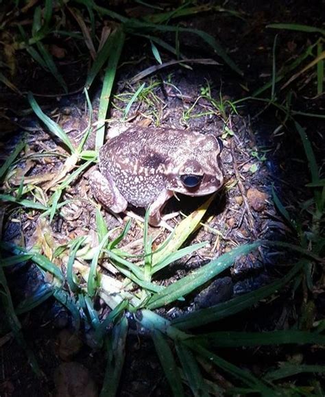 Moaning Frog Climatewatch Australia Citizen Science App