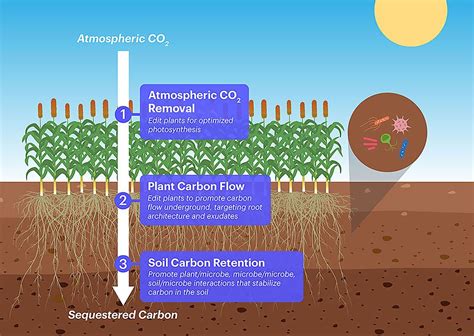 The Future Of Food—crispr Crops That Capture Carbon The Farming Forum