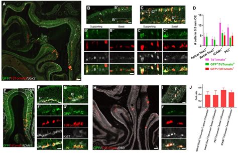 Lgr5 Cells Produce Hbcs In The Regenerated Oe A C Immunostaining