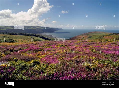 Coastal Heath Vegetation Heathland Plants In Flower On A Cliff Stock