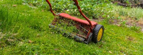 Lawn Care Tips For The Summer Organic Lawns