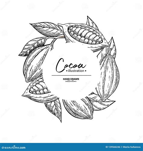 Cocoa Frame Vector Superfood Drawing Template Stock Vector