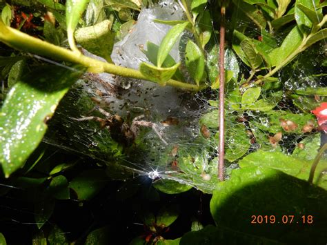 Agelena Silvatica From Shonaicho Shonaibaru Yufu Oita 日本 On July 18 2019 At 09 01 Pm By 金翼白眉