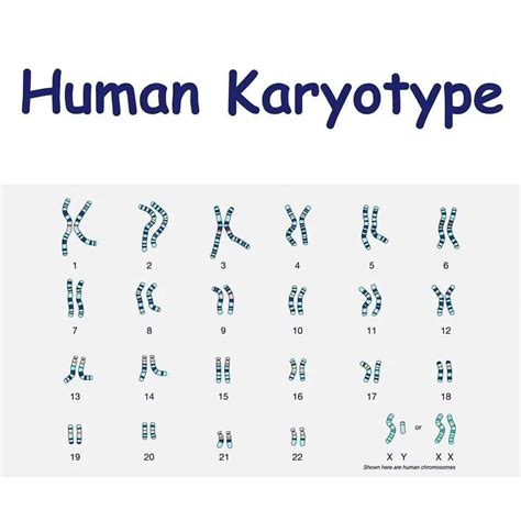 A Random Guy A Human Karyotype Is A Visual Representation Of The