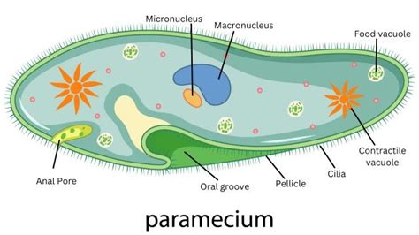 Paramecium Diagram Detailed Explanation ~ Sciences World