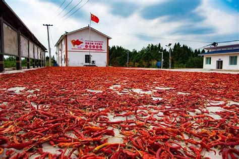 实干担当谋发展 践行宗旨促振兴——怀化市乡村振兴局帮扶沅陵梓木坪村明溪口村的故事沅陵县湖南频道红网