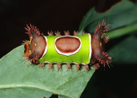 Bug Othe Week Saddleback Caterpillar A Snowbird Special