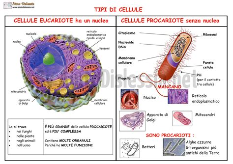 Esempi Di Cellule Eucariotiche