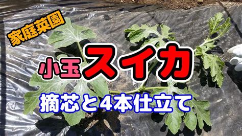 スイカ栽培小玉スイカの親蔓摘芯と子蔓4本仕立て方 YouTube
