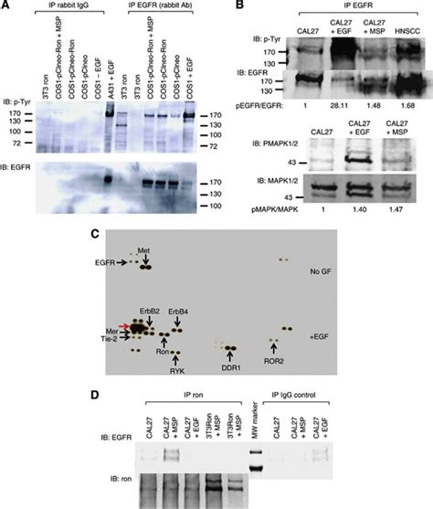 Biochemical Analyses Of Ronhnscc Cells A The Egfr Transactivation