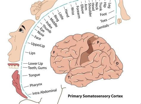 Human Body Parts Brain