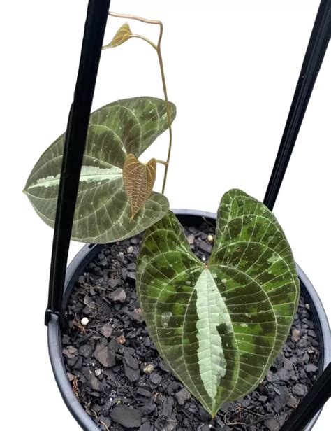 Dioscorea Discolor Very Rare Jiffy Plants