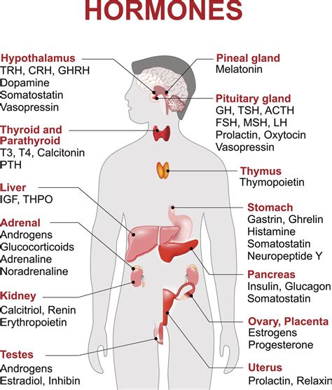 Endocrine System Diagram Pdf