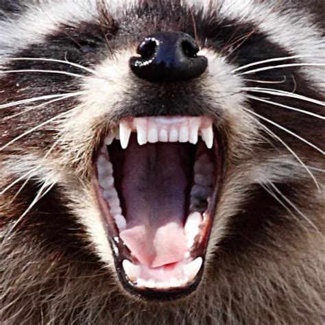 Phyllis Davis Xhamster