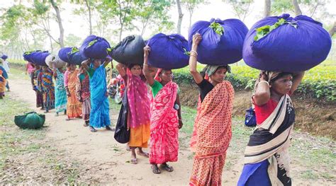 ৩ চা কারখানা বন্ধ বিপাকে শ্রমিকরা
