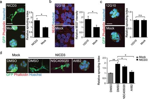 Lymphatic Endothelium Stimulates Melanoma Metastasis And Invasion Via