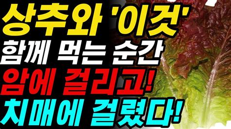 상추와 이것 함께 먹는 순간 암에 걸리고 치매에 걸렸다 값비싼 영양제 먹지 마세요 보약보다 좋은 상추의 효능상추와 최고의 궁합인 음식과 최악의 궁합의 음식 등