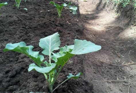 Distancia Entre Plantas De Brócoli Nucleo Jardin