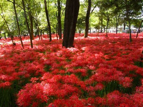 Цветение ликориса в Kinchakuda Park, Japan. Обсуждение на LiveInternet ...