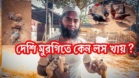 দেশি মুরগি তে কেন লস খায় Youtube