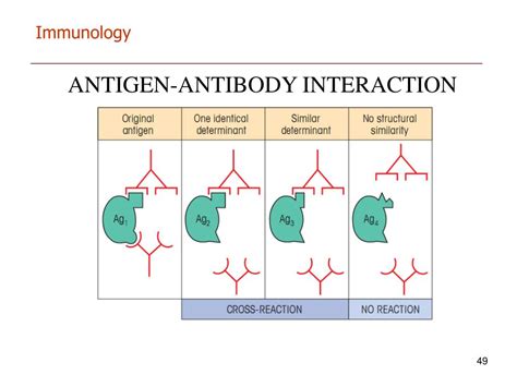 Ppt Immunology Powerpoint Presentation Free Download Id 4285279
