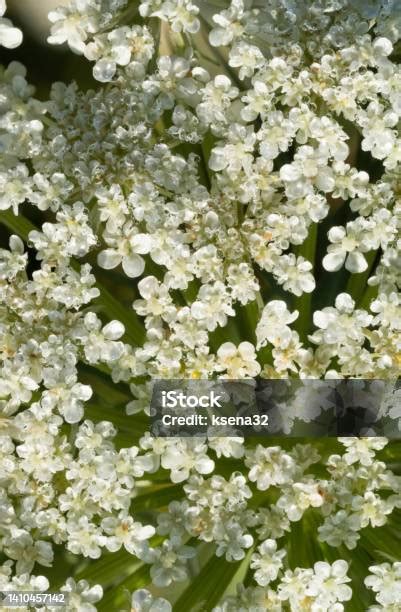Latar Belakang Bunga Kecil Putih Makro Foto Stok Unduh Gambar Sekarang Alam Botani Bunga