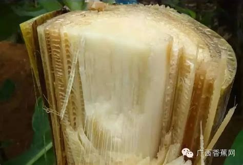 香蕉不同产地冻害类型解析避免新叶黄化缺刻抽蕾无力 搜狐大视野 搜狐新闻