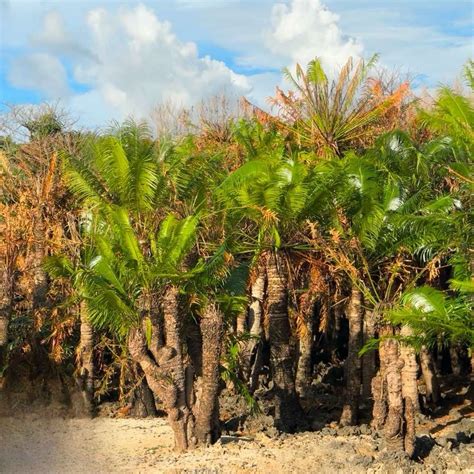 Pitogo Palm Cycas Riuminiana A Philippine Endemic Cycad Pots For