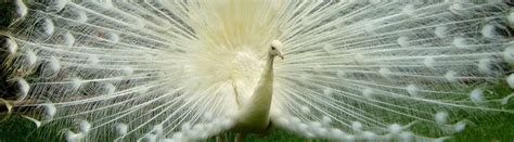 13 Types Of Peacock Peacock Species Facts And Photos