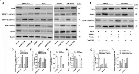 Phf8 Regulates The Expression Of Emt Markers A Western Blot Analysis