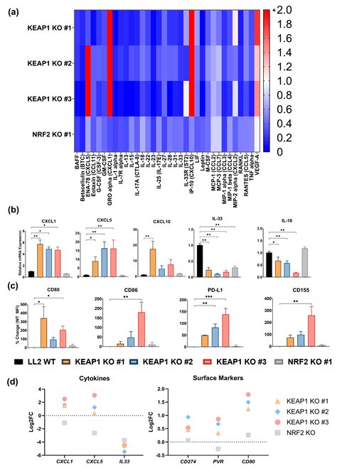 ijms free full text keap1 mutant lung cancers weaken anti tumor