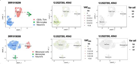 Two Dimensional Umap Clusters Of Samples Srr10156299 And Srr10156300