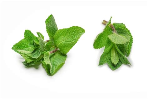 Hojas De Menta Fresca Aisladas Sobre Fondo Blanco Foto Premium