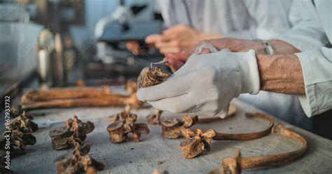 Two Archaeologists Work In Advanced Archaeological Lab Mature Scientist Shows Fossil Bones Of