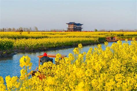 2022长沙鹅洲岛油菜花具体位置及最佳赏花时间旅泊网