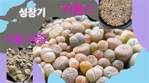 리톱스 파종 후 성장 모습리톱스코노피튬번식겨울온실파종 Youtube