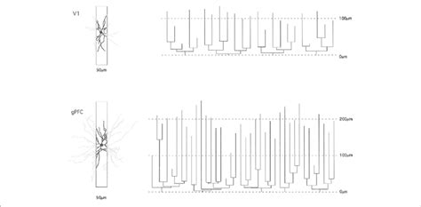 Schematic Illustrating How The Study Of Pyramidal Cell Morphology In Download Scientific