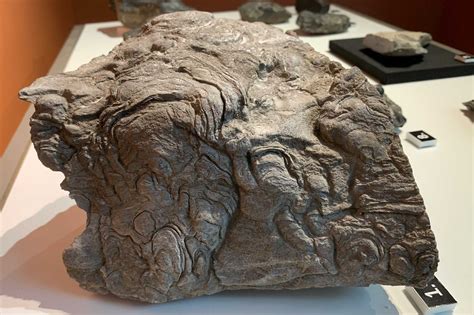 Fossils Of The Central Lowland And Inland Basin — Earth Home