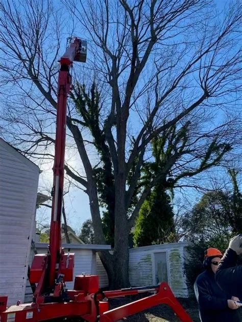 Tree Trimming And Pruning Tree Service Virginia Beach And Chesapeake